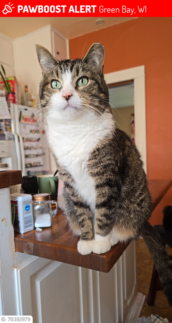 Green Bay, WI Lost Female Cat, Kota Is Missing | PawBoost