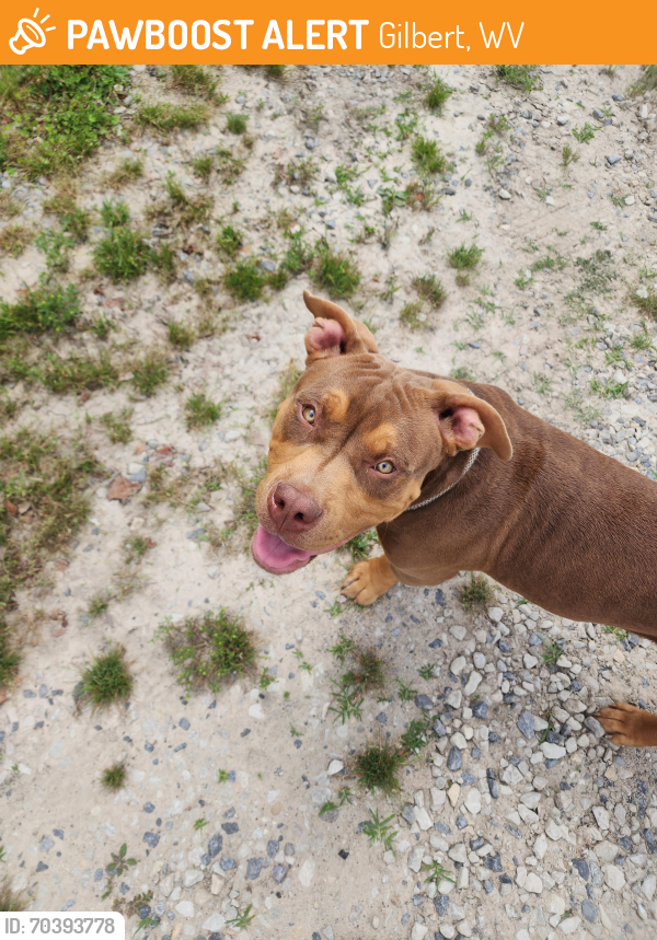 Gilbert, WV Stray Male Dog Found Near Gilbert wv | PawBoost