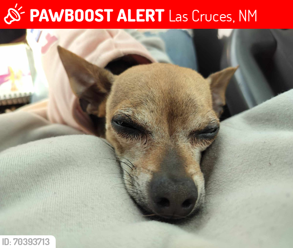 Las Cruces, NM Lost Male Dog, Papi Chulo Is Missing | PawBoost