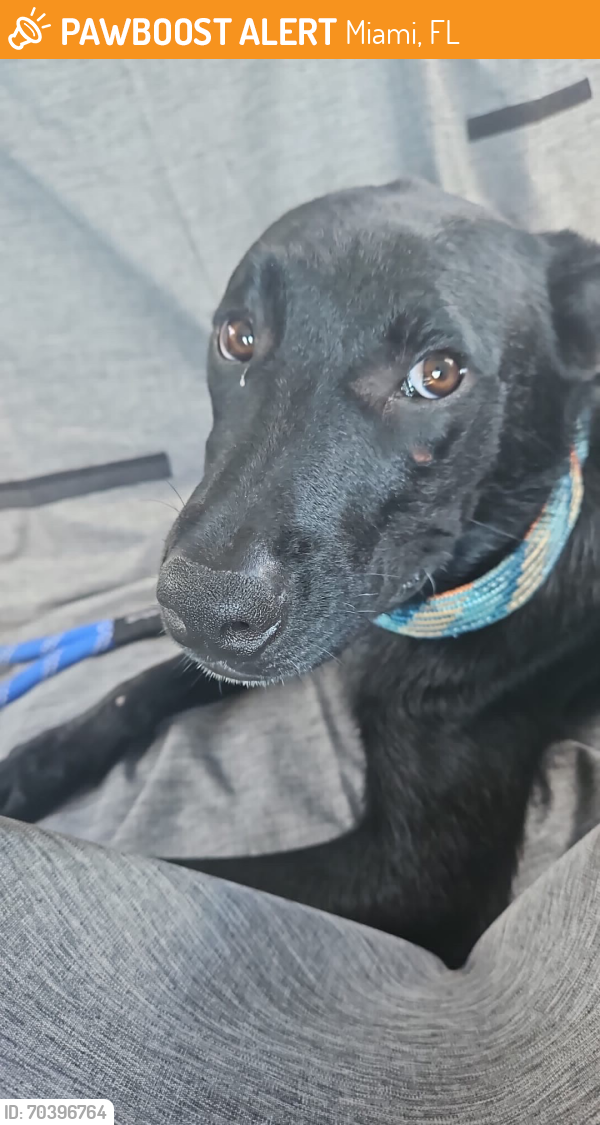 Miami, FL Stray Male Dog Found Near Ives dairy miami gardens | PawBoost