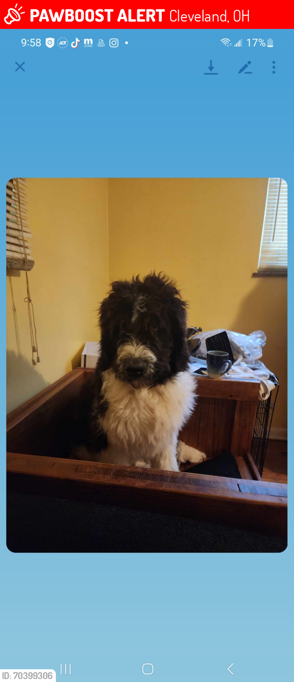 Cleveland, OH Lost Male Dog, Appollo Is Missing | PawBoost