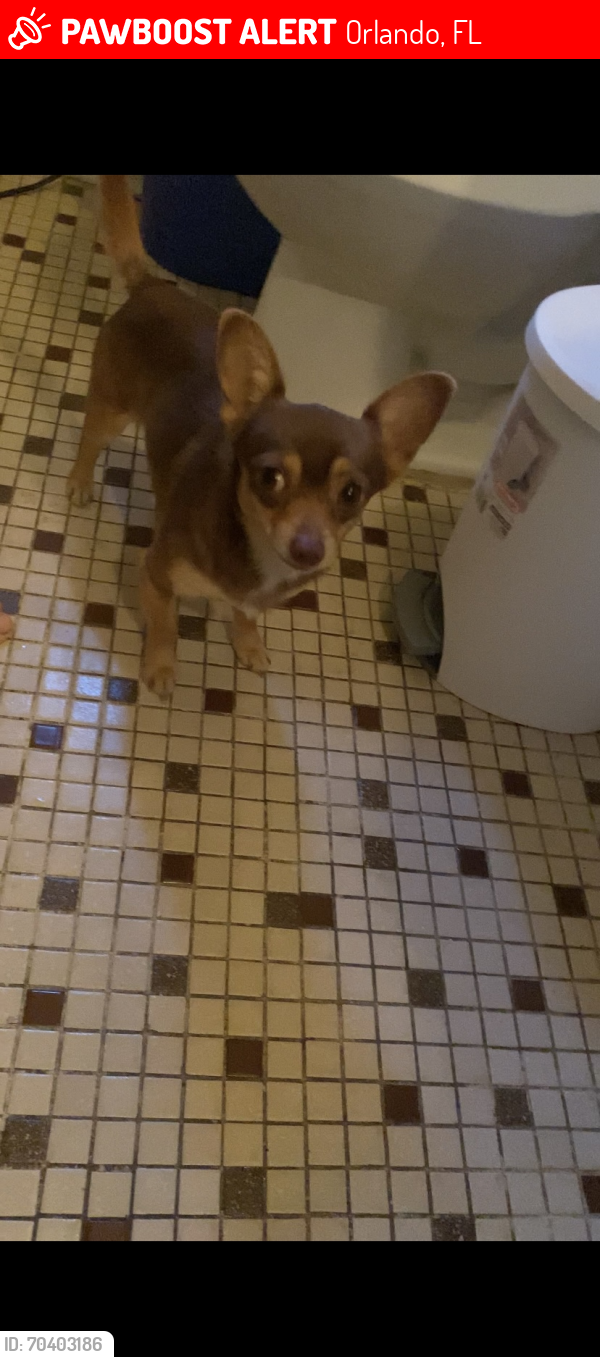 Orlando, FL Lost Male Dog, Papi Is Missing | PawBoost