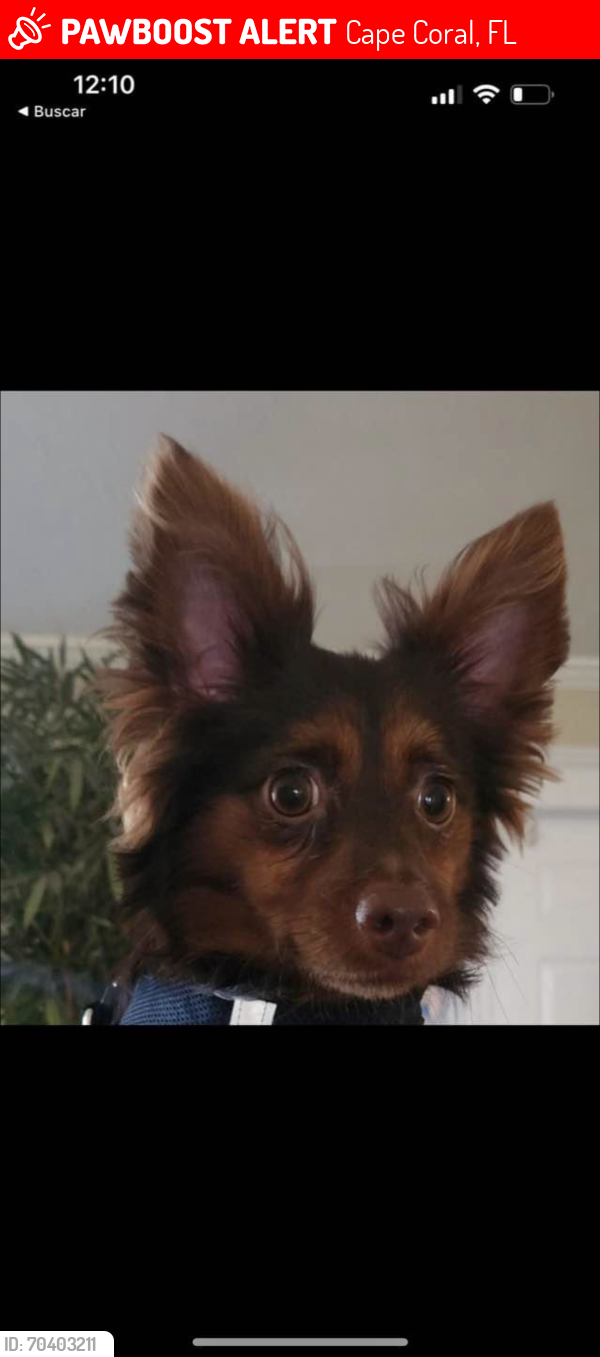Cape Coral, FL Lost Male Dog, Lasso Is Missing | PawBoost