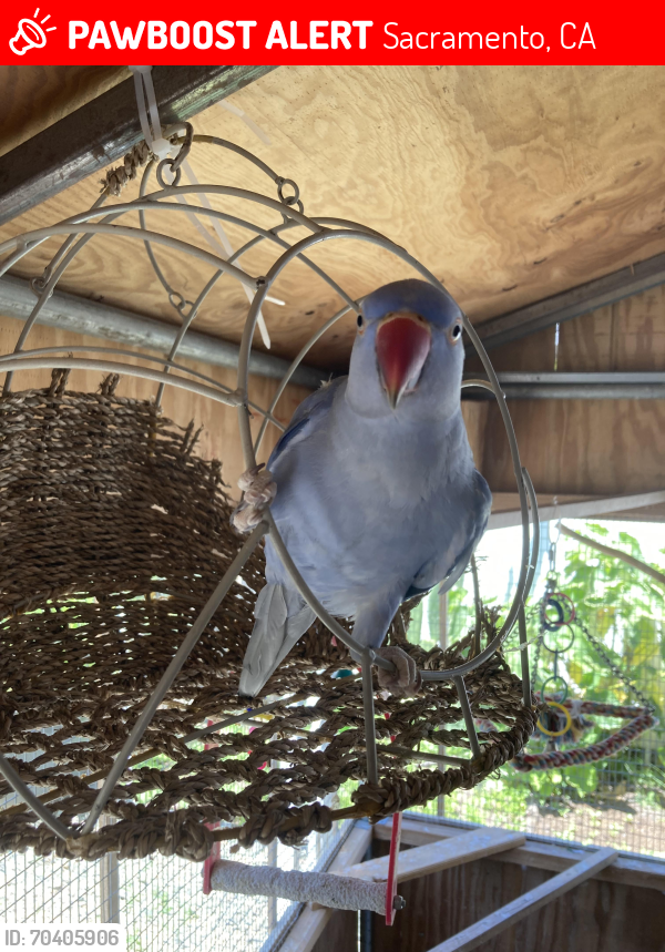Sacramento, CA Lost Male Bird, Sky Is Missing | PawBoost