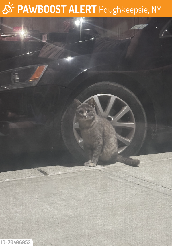 Poughkeepsie, NY Stray Cat Found Near Near Dutchess Ave, Poughkeepsie ...