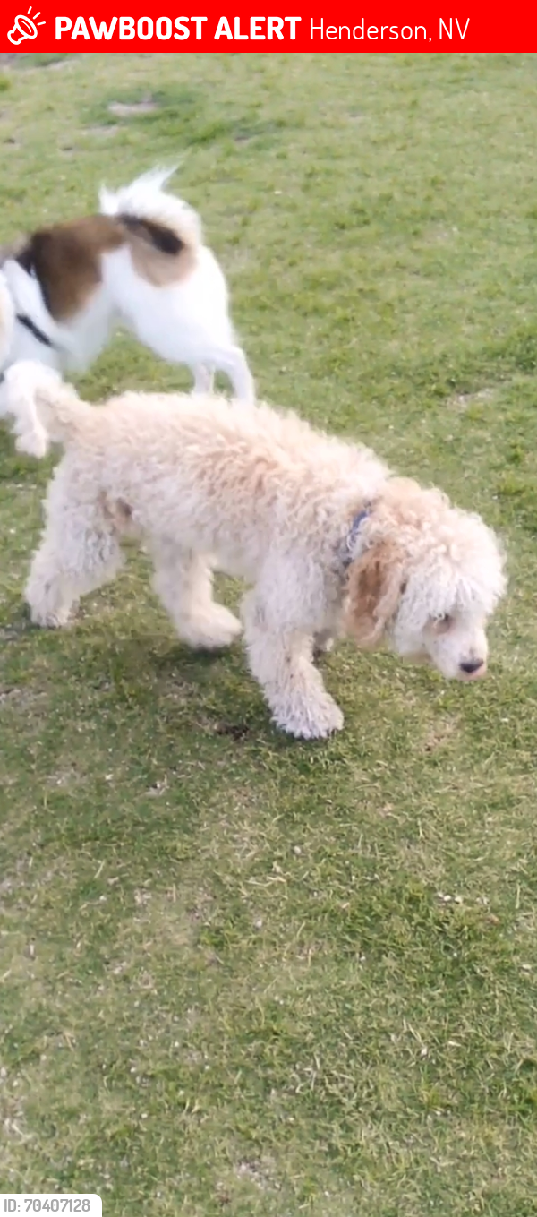 Henderson, NV Lost Male Dog, Bubba Is Missing | PawBoost
