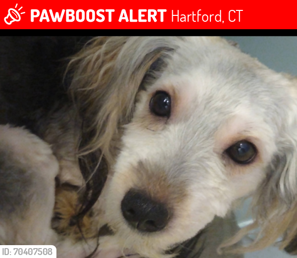Hartford, CT Lost Male Dog, Lito Is Missing | PawBoost