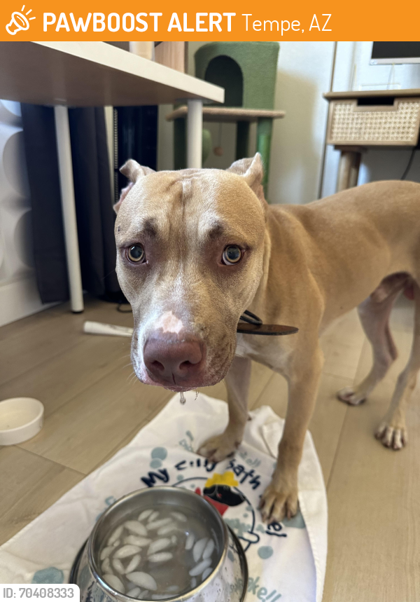 Tempe, AZ Stray Male Dog Found Near South Dennis Dr. Tempe, AZ | PawBoost