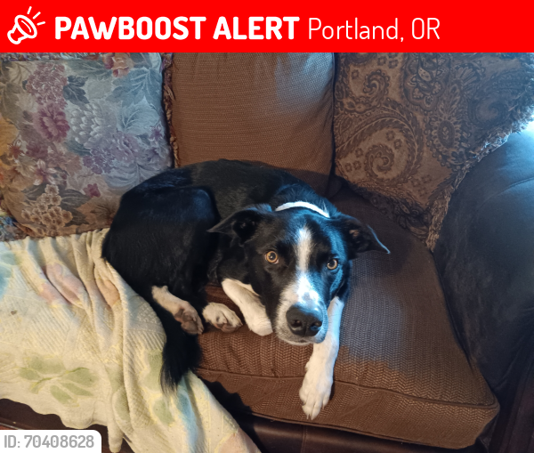 Portland, OR Lost Male Dog, Bowdie Is Missing | PawBoost
