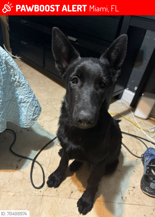 Miami, FL Lost Male Dog, Anubis Is Missing | PawBoost