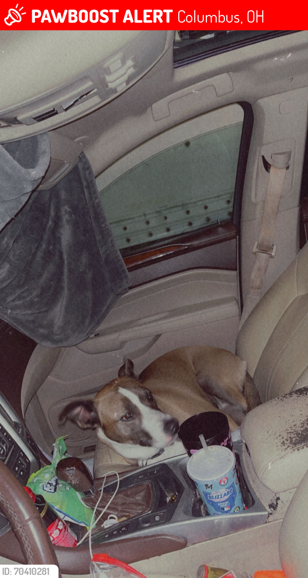 Columbus, OH Lost Female Dog, Katana Is Missing | PawBoost