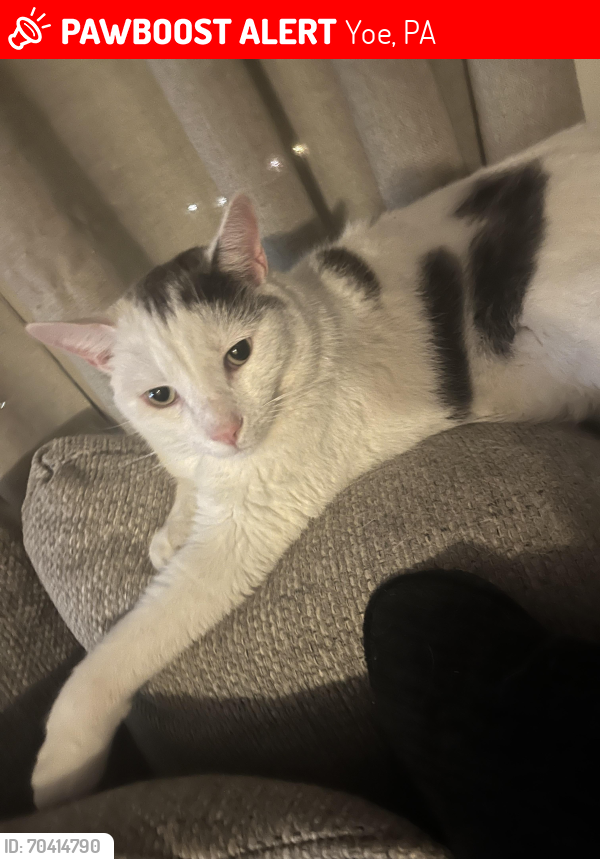 Yoe, PA Lost Male Cat, Gus Is Missing | PawBoost
