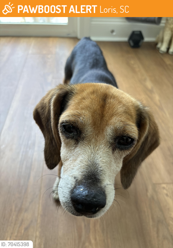 Loris, SC Stray Female Dog Found Near Near Red Bluff Longs SC | PawBoost