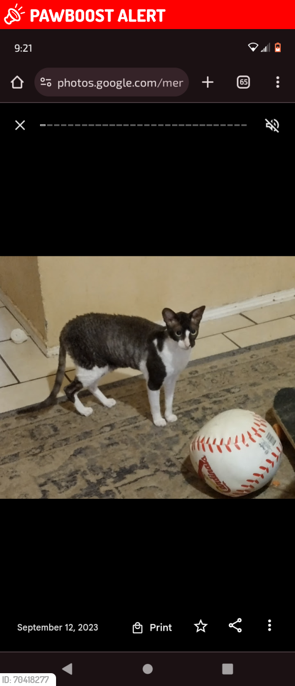 Colorado Springs, CO Lost Male Cat, Meow Meow Is Missing | PawBoost