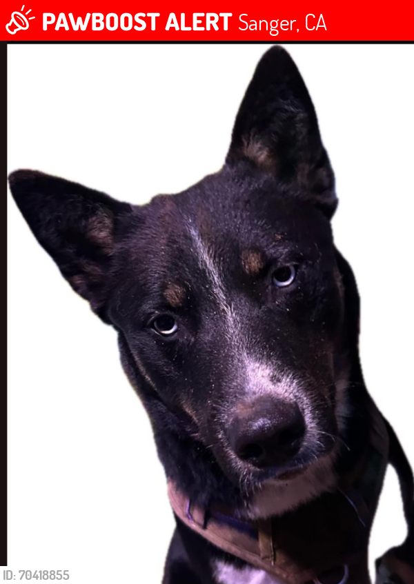 Sanger, CA Lost Male Dog, Mikey Is Missing | PawBoost