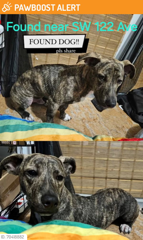 Miami-Dade County, FL Stray Male Dog Found Near SW 122ND AVE | PawBoost
