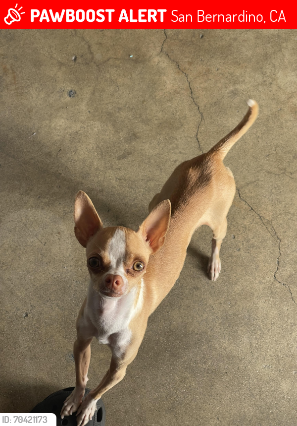 San Bernardino, CA Lost Male Dog, Max Is Missing | PawBoost