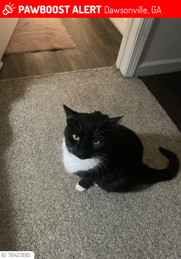Dawsonville, GA Lost Female Cat, Jinxie Is Missing | PawBoost