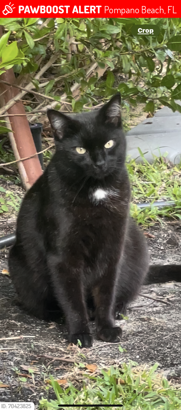 Pompano Beach, FL Lost Cat, Oreo Is Missing | PawBoost