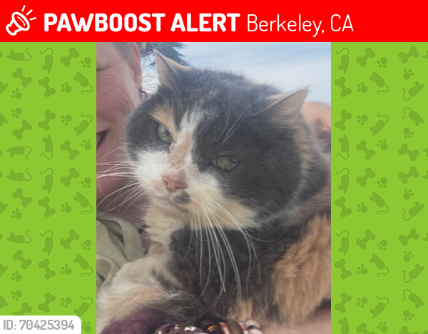 Berkeley, CA Lost Female Cat, Seven Is Missing | PawBoost