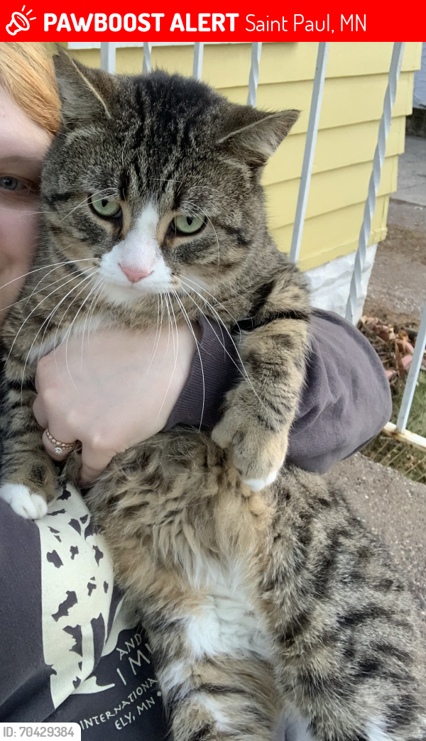 Saint Paul, MN Lost Male Cat, Mitchy Is Missing | PawBoost