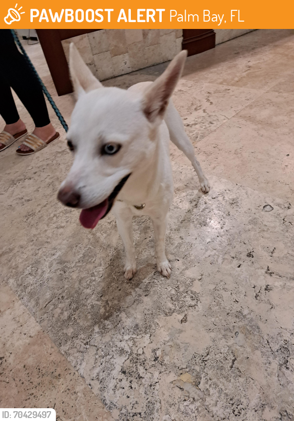 Palm Bay, FL Stray Dog Found Near Malabar & Jupiter | PawBoost