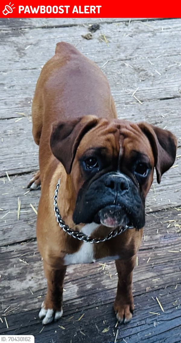 French Lake Township, MN Lost Male Dog, Aira Is Missing | PawBoost