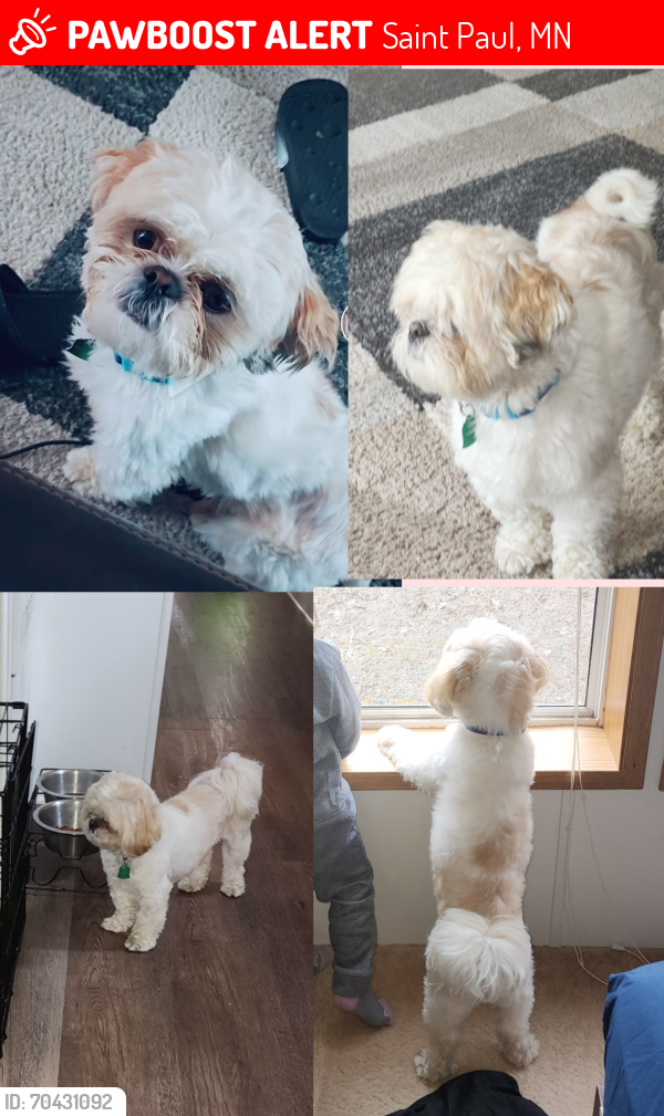 Saint Paul, MN Lost Male Dog, Tobi Is Missing | PawBoost