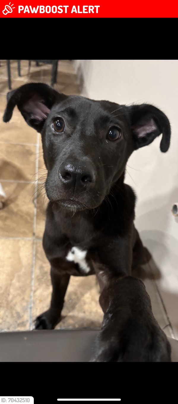 Miami-Dade County, FL Lost Female Dog, Picaña Is Missing | PawBoost