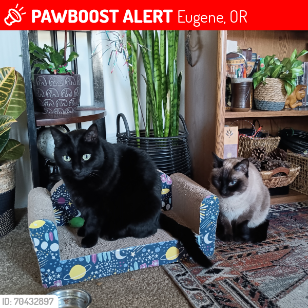 Eugene, OR Lost Female Cat, Coco Is Missing | PawBoost