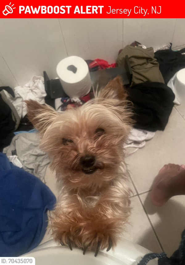 Jersey City, NJ Lost Female Dog, Kail Is Missing | PawBoost