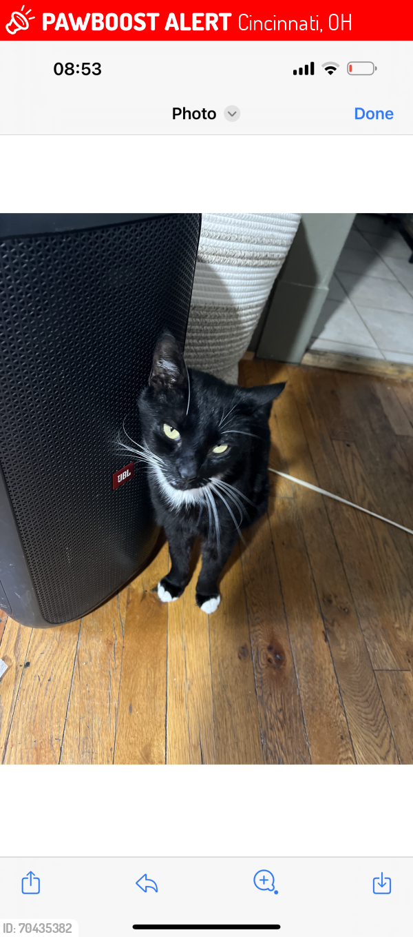 Cincinnati, OH Lost Male Cat, Willie Is Missing | PawBoost