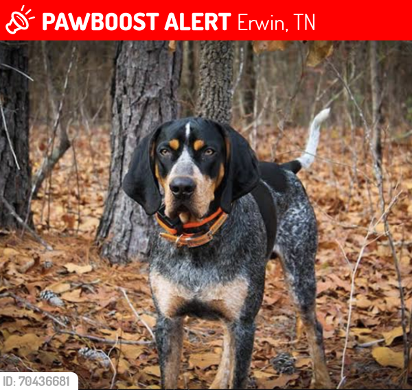 Erwin, TN Lost Male Dog, Newt Is Missing | PawBoost