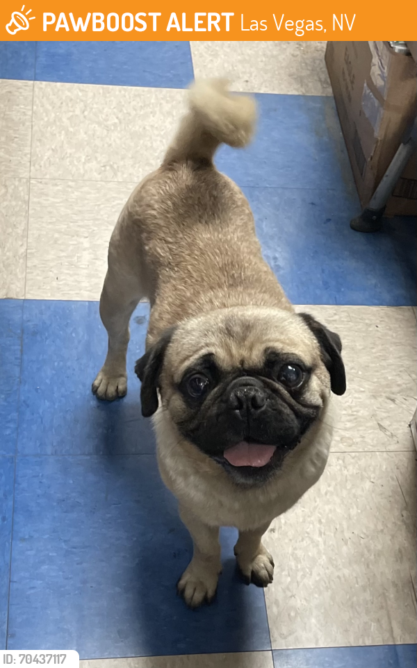 Rehomed Male Dog in Las Vegas, NV 89121 (ID: 70437117) | PawBoost