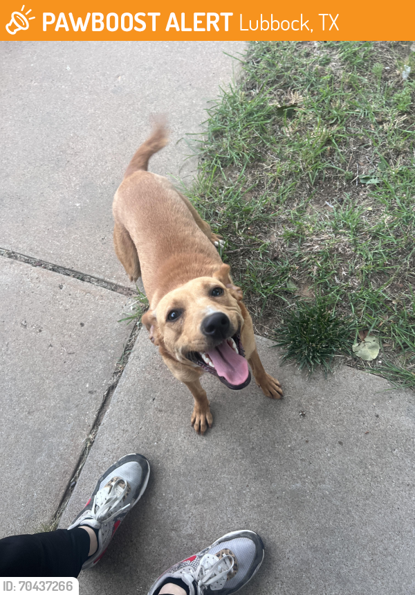 Lubbock, TX Stray Female Dog Found Near 60th and York/wayne | PawBoost