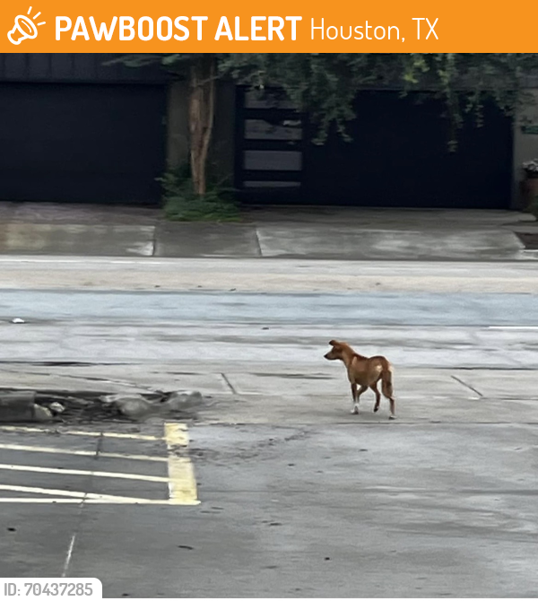 Houston, TX Stray Dog Found Near Bissonnet and Buffalo Speedway | PawBoost