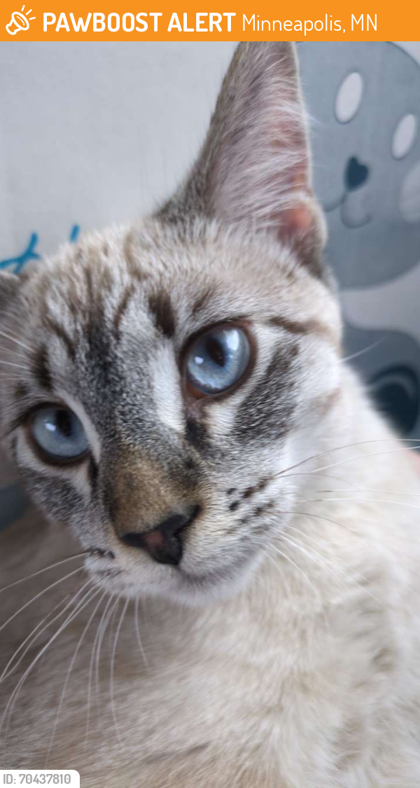 Minneapolis, MN Stray Male Cat Found Near bethlehem | PawBoost