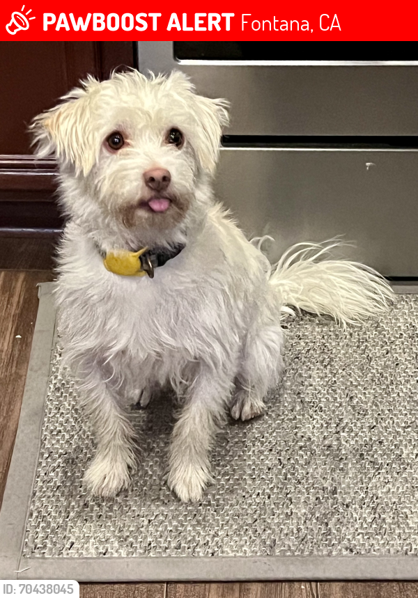 Fontana, CA Lost Male Dog, Max Is Missing | PawBoost