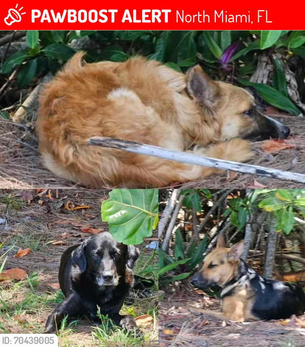 North Miami, FL Lost Dog, No lo se Is Missing | PawBoost