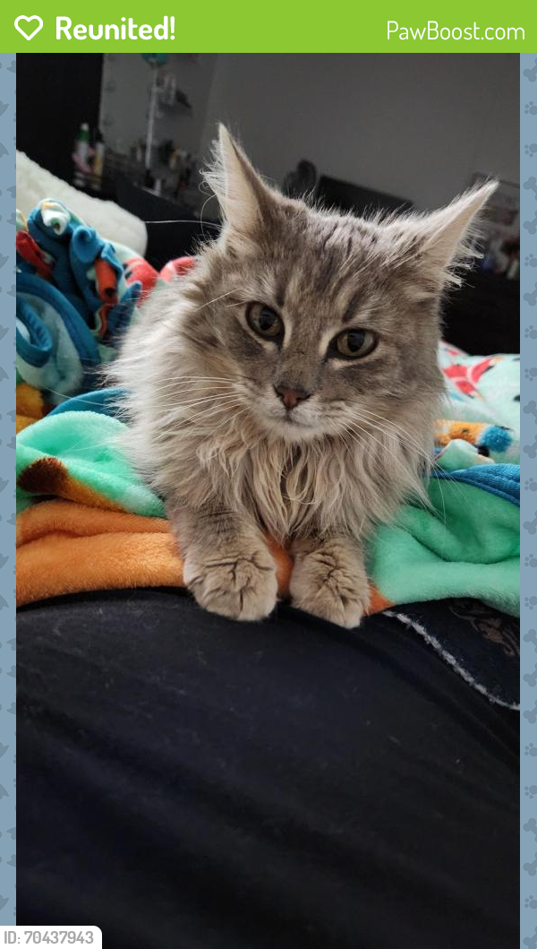 Reunited Female Cat in Bellevue, NE 68123 (ID: 70437943) | PawBoost