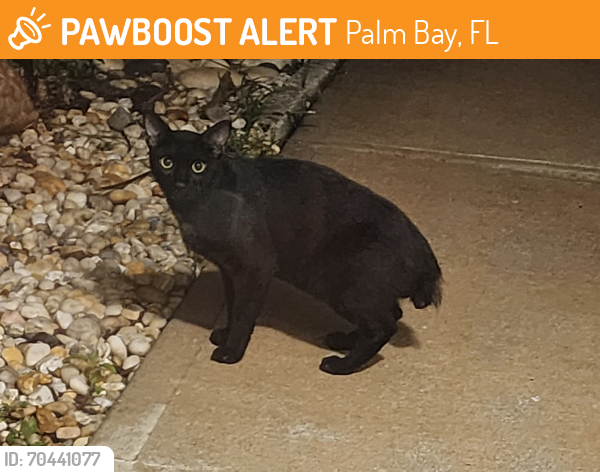 Palm Bay, FL Stray Cat Found Near Camas Ave NW and Jacobin St | PawBoost