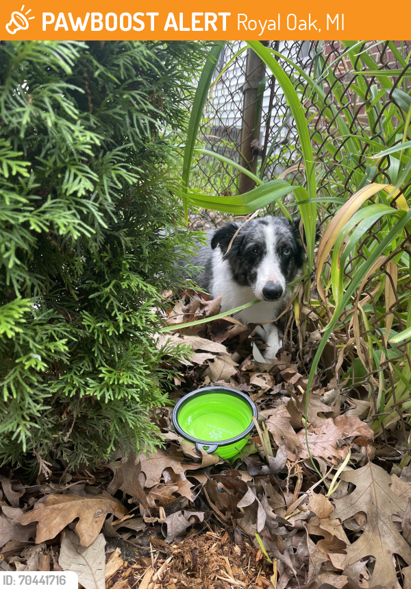 Royal Oak, MI Stray Dog Found Near Forest and Altadena ave Royal oak ...