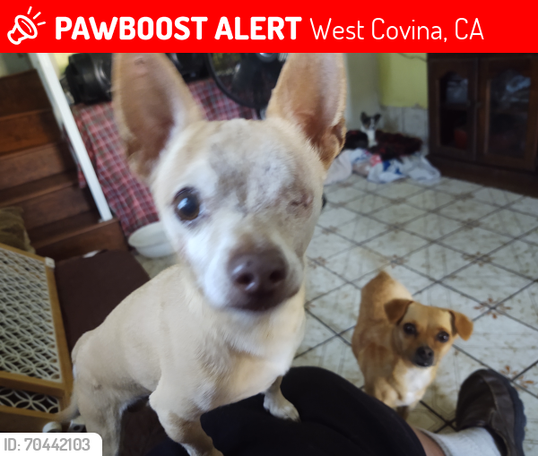 West Covina, CA Lost Male Dog, Max Is Missing | PawBoost