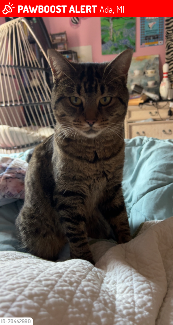 Ada, MI Lost Female Cat, Steve Is Missing | PawBoost