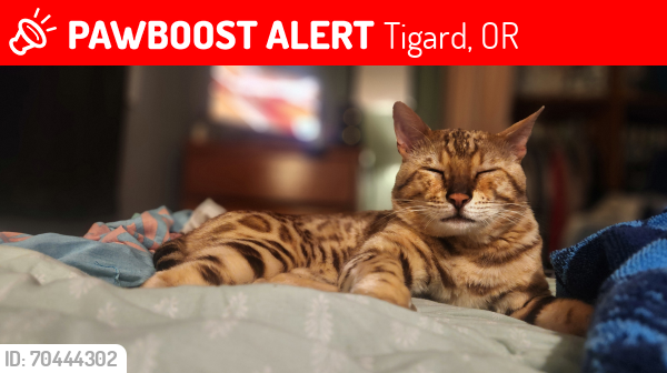 Tigard, OR Lost Male Cat, Boone Is Missing | PawBoost