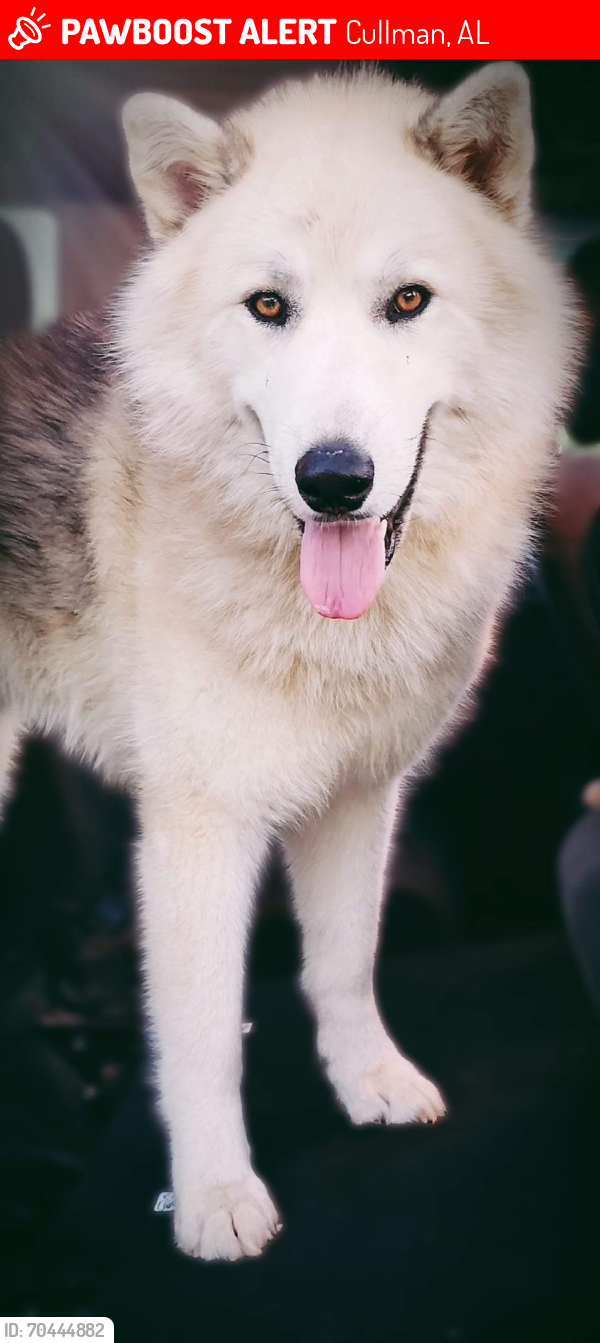 Cullman, AL Lost Male Dog, Koda Is Missing | PawBoost