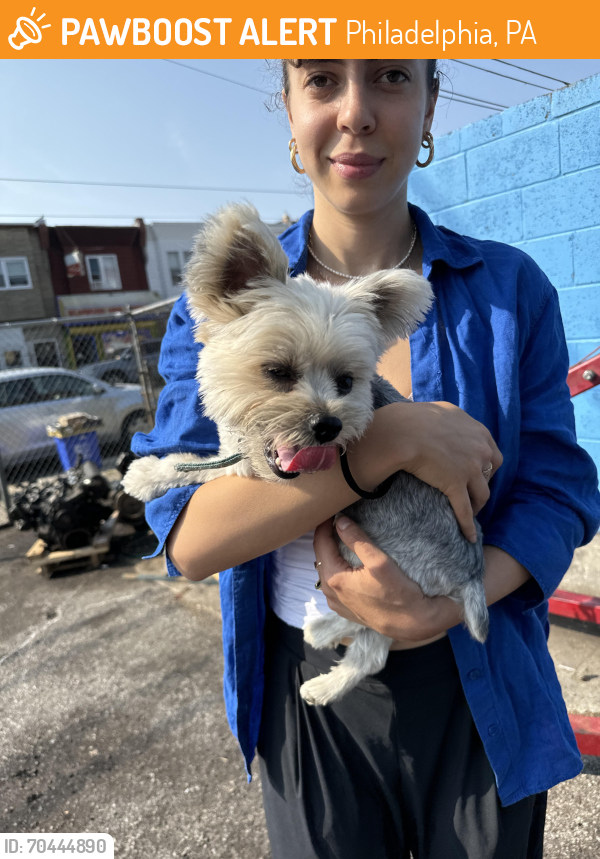 Philadelphia, PA Stray Male Dog Found Near Elmwood avenue | PawBoost