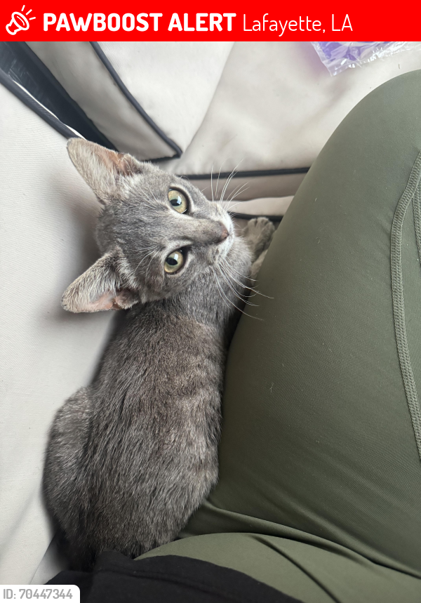 Lafayette, LA Lost Male Cat, Meeko Is Missing | PawBoost