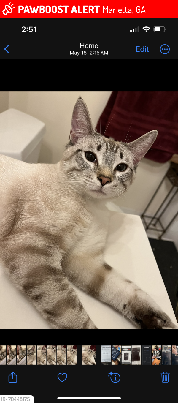 Marietta, GA Lost Male Cat, Davy Crockett Is Missing | PawBoost