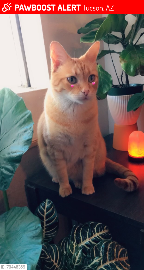 Tucson, AZ Lost Male Cat, Mustard Is Missing | PawBoost